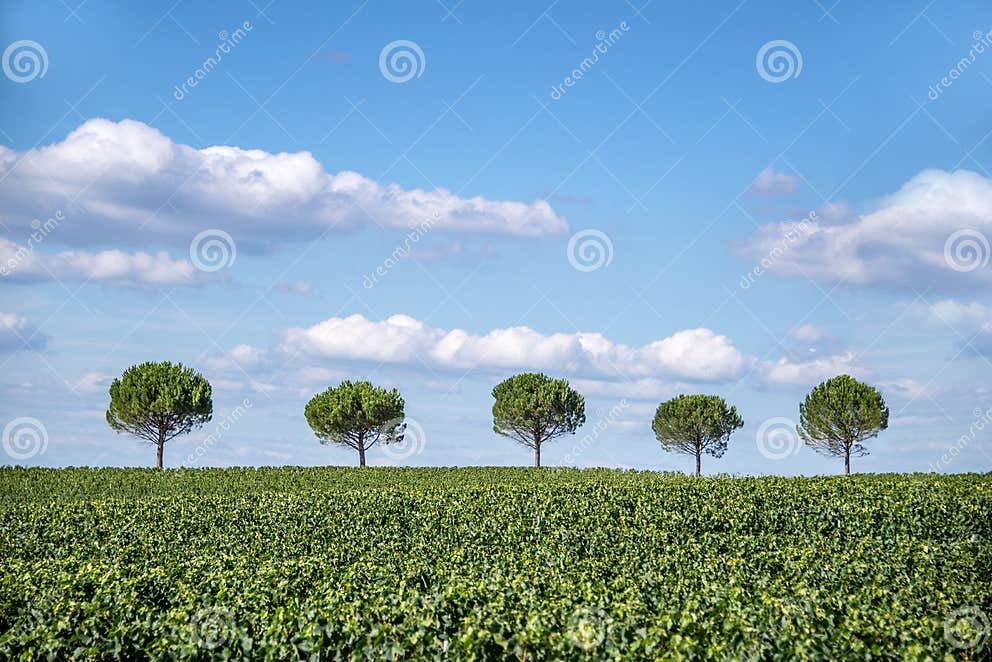 Row of five trees stock image. Image of trees, tranquil - 60046729
