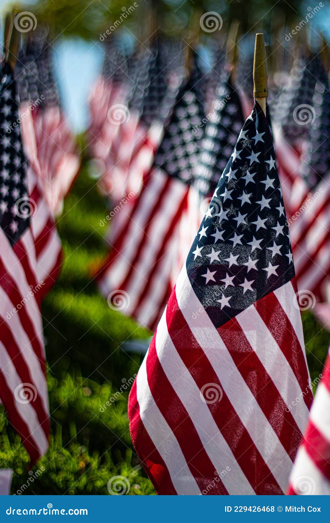 Row of Flags stock photo. Image of grass, fallen, white - 229426468