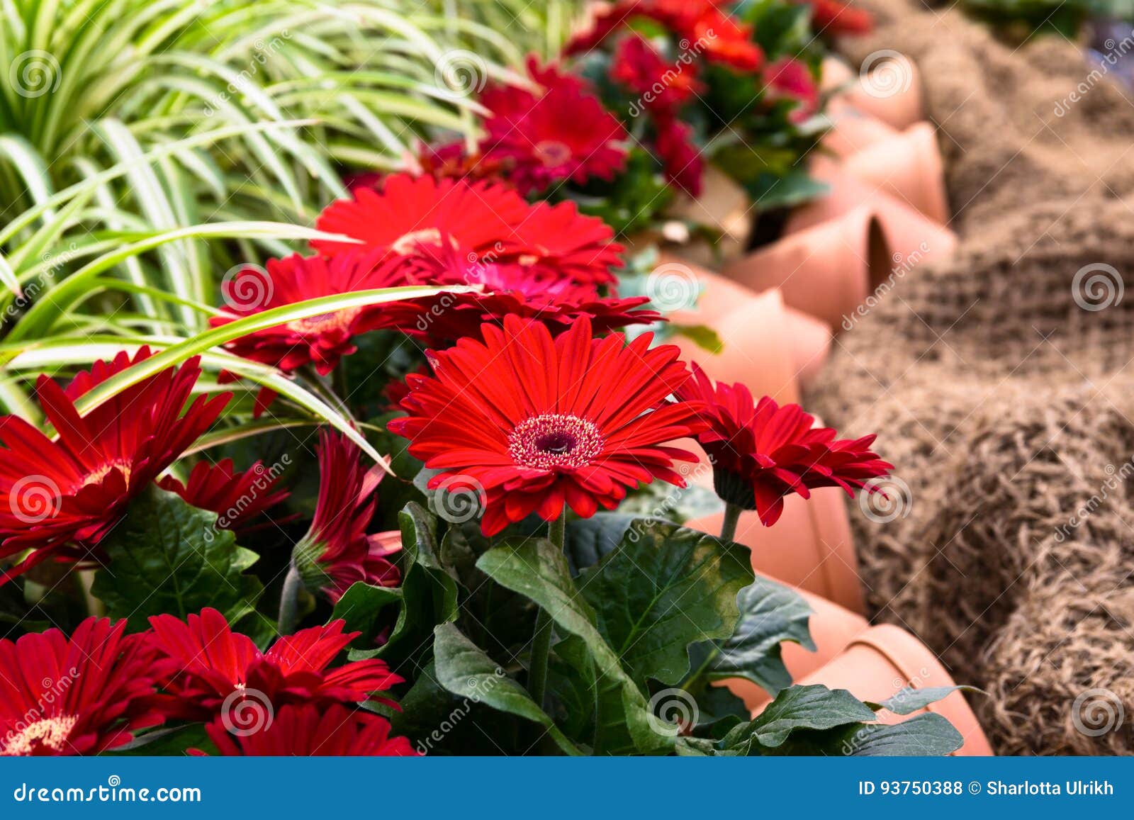 Row of Flowering Red Gerberas with Pots. Stock Photo - Image of green ...