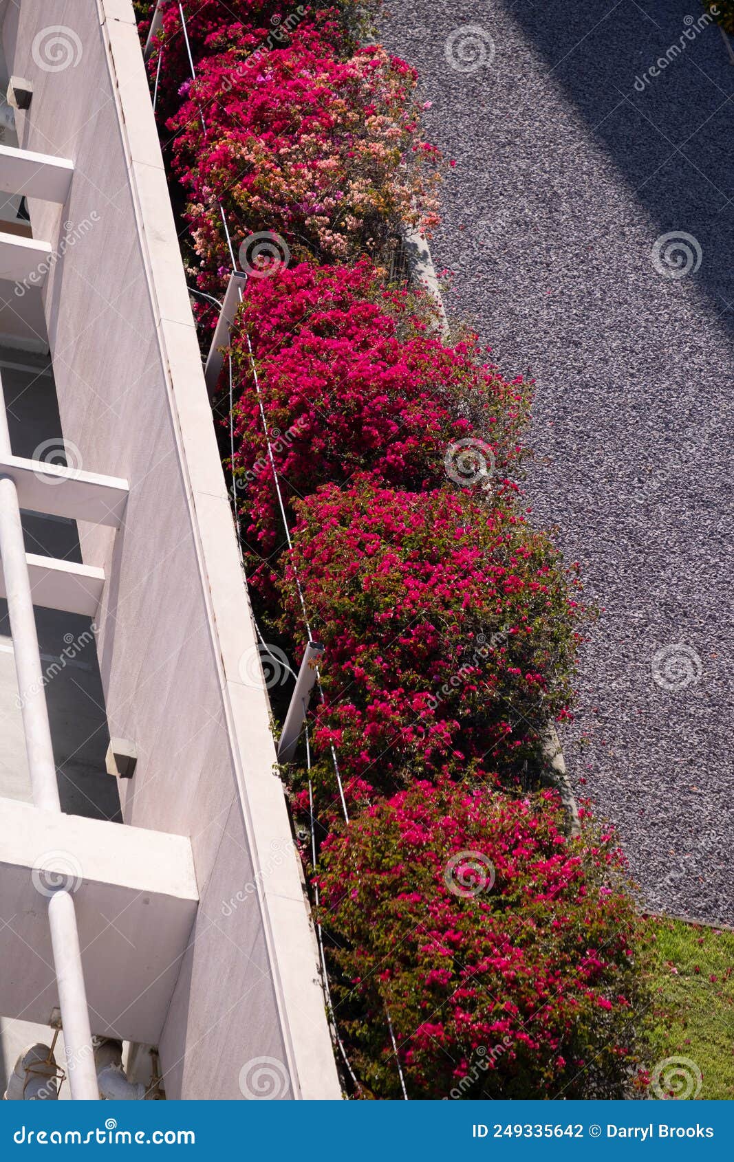 Row of Flowering Red Shrubs Stock Photo - Image of shrubs, shrub: 249335642