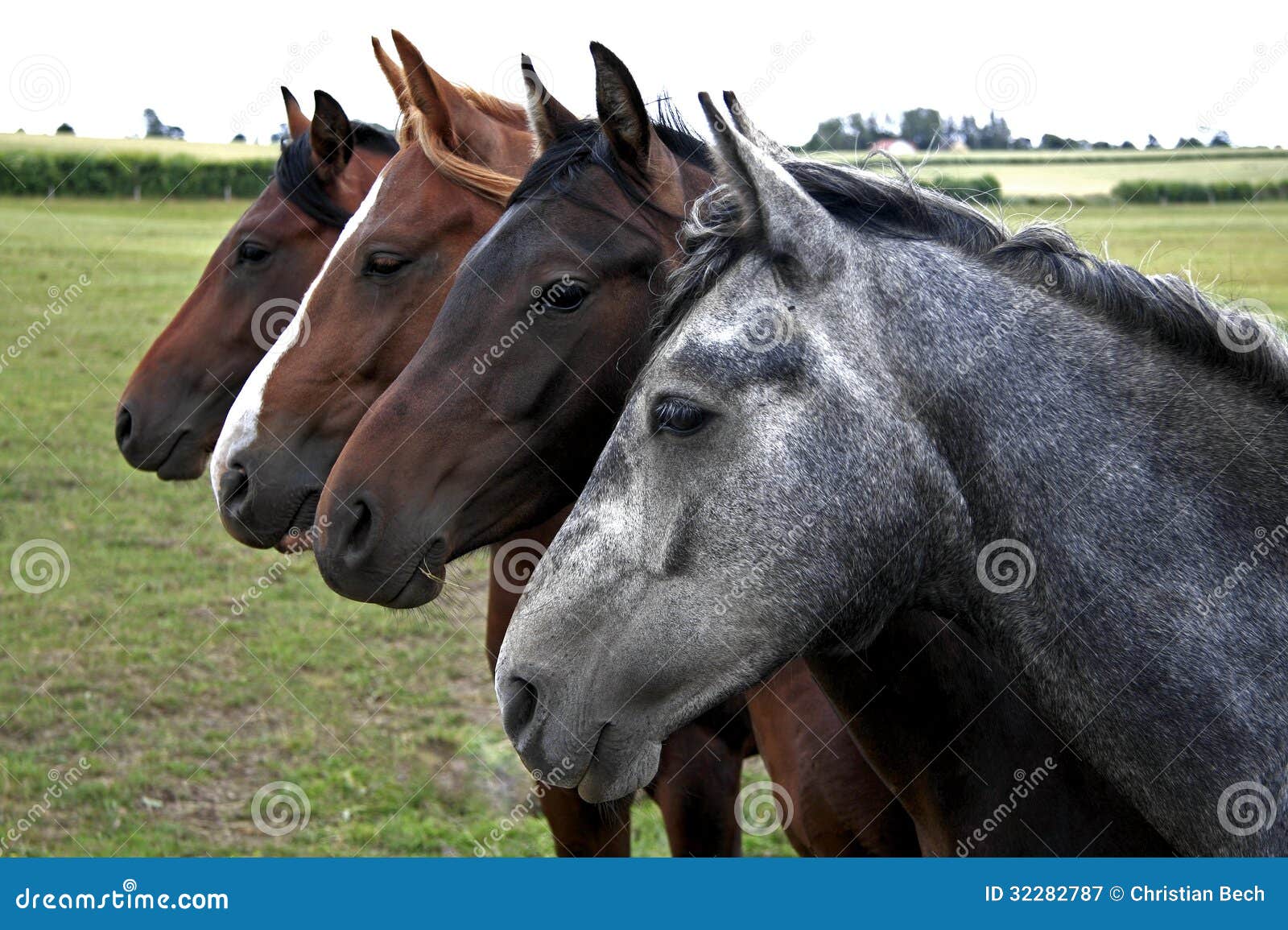 Row of four horses stock image. Image of rural, field - 32282787