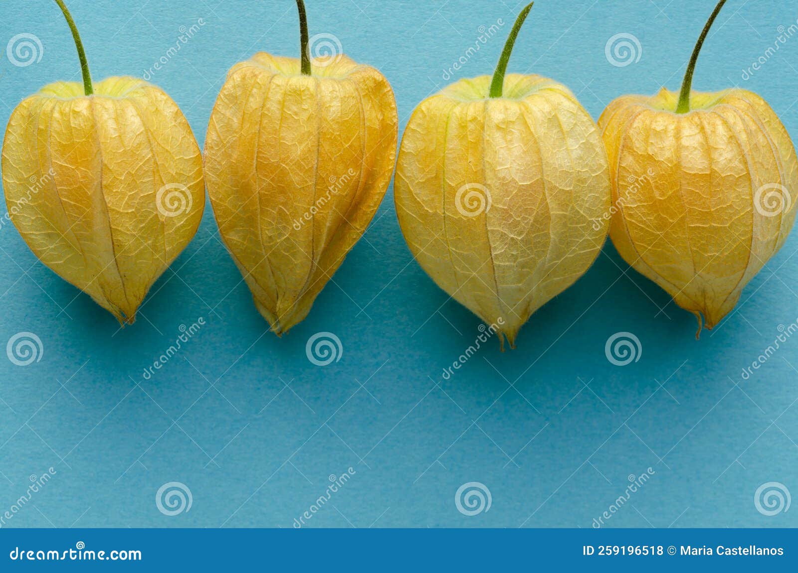 Row of Four Physalis Fruits with Shell on Blue Background. Copy Space ...