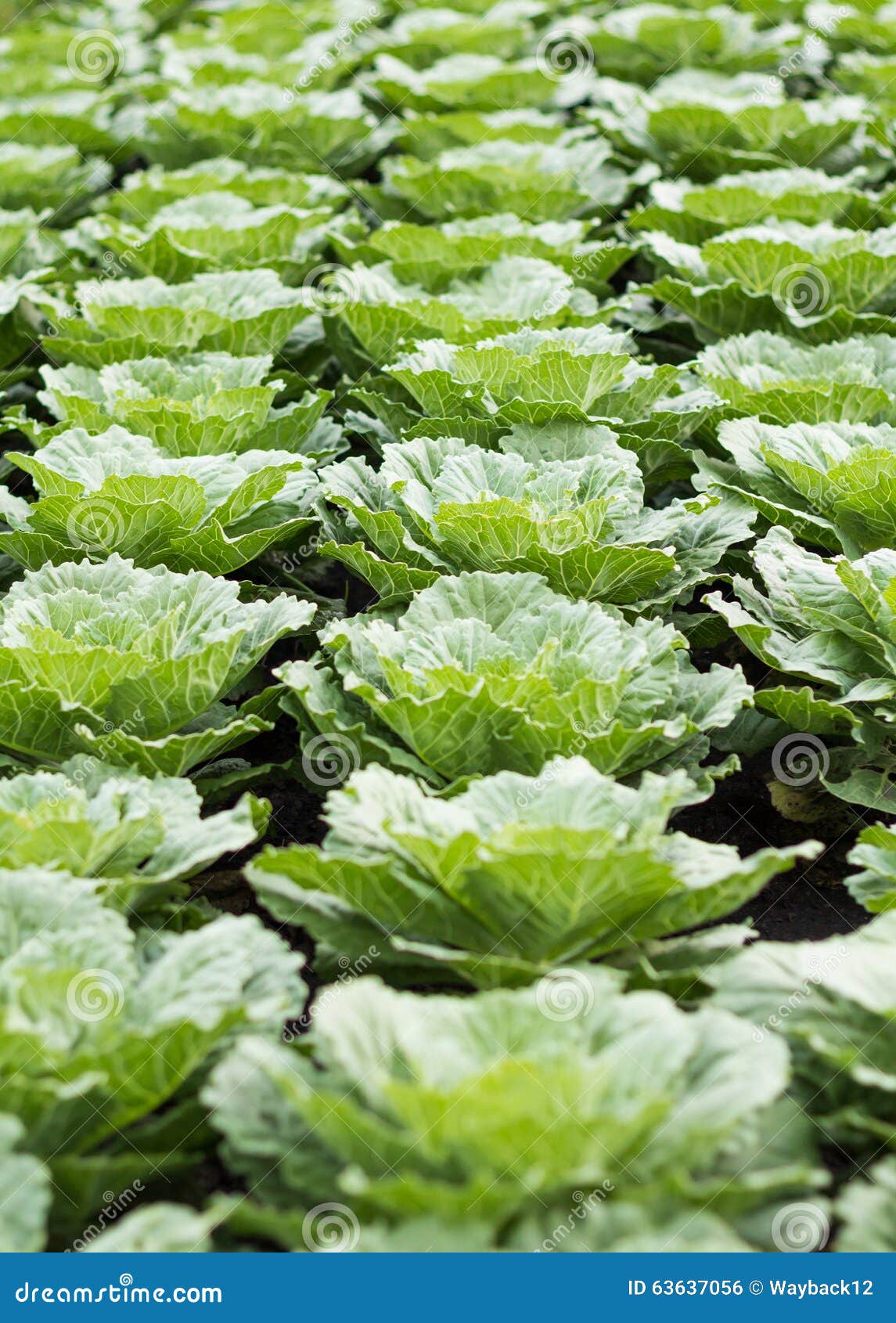 Row of Fresh Cabbage stock photo. Image of field, growth - 63637056