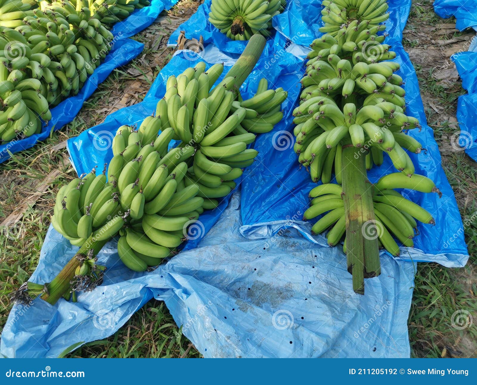 Row of Fresh Clusters of Bananas Fruits Stock Photo - Image of ...