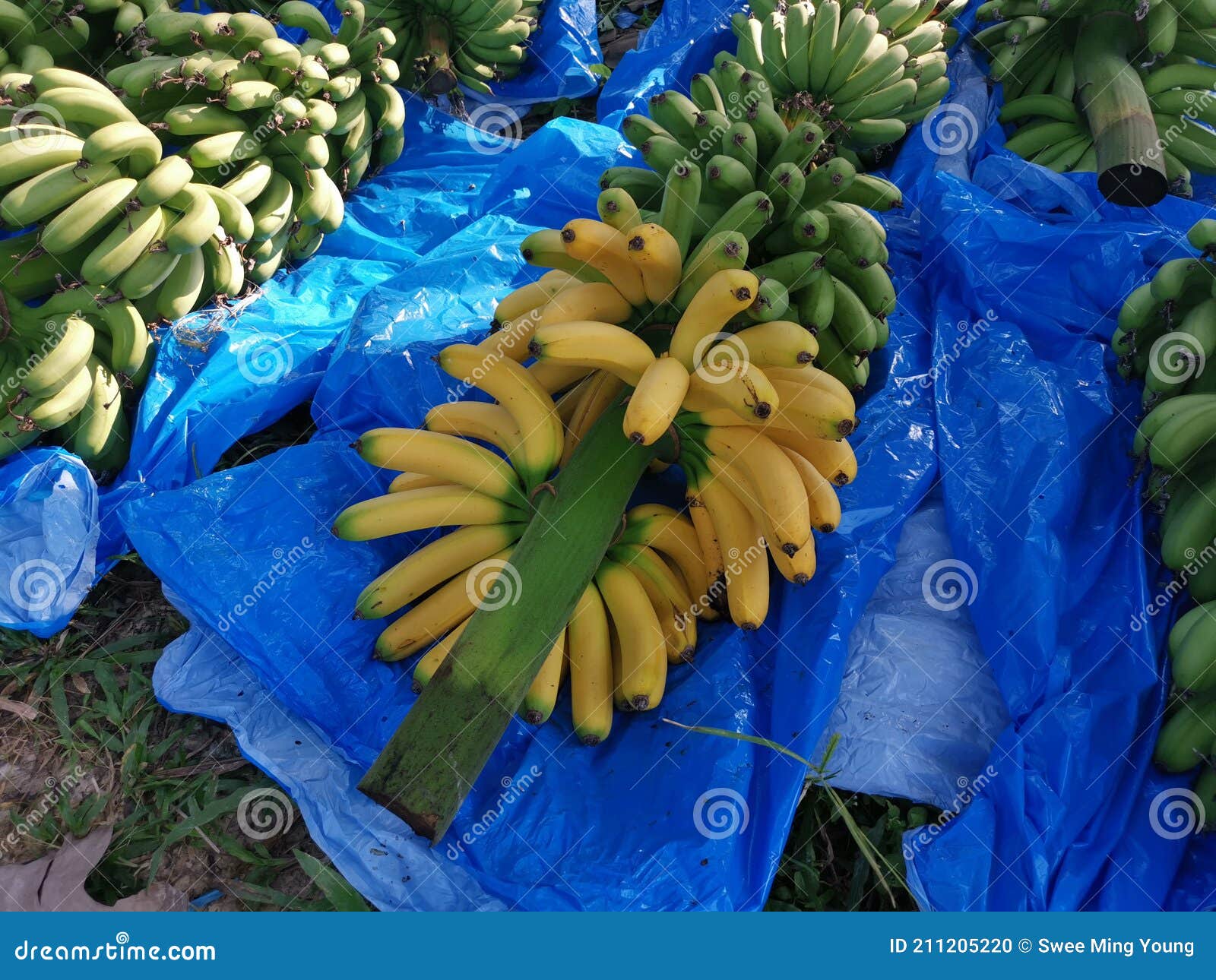 Row of Fresh Clusters of Bananas Fruits Stock Photo - Image of health ...