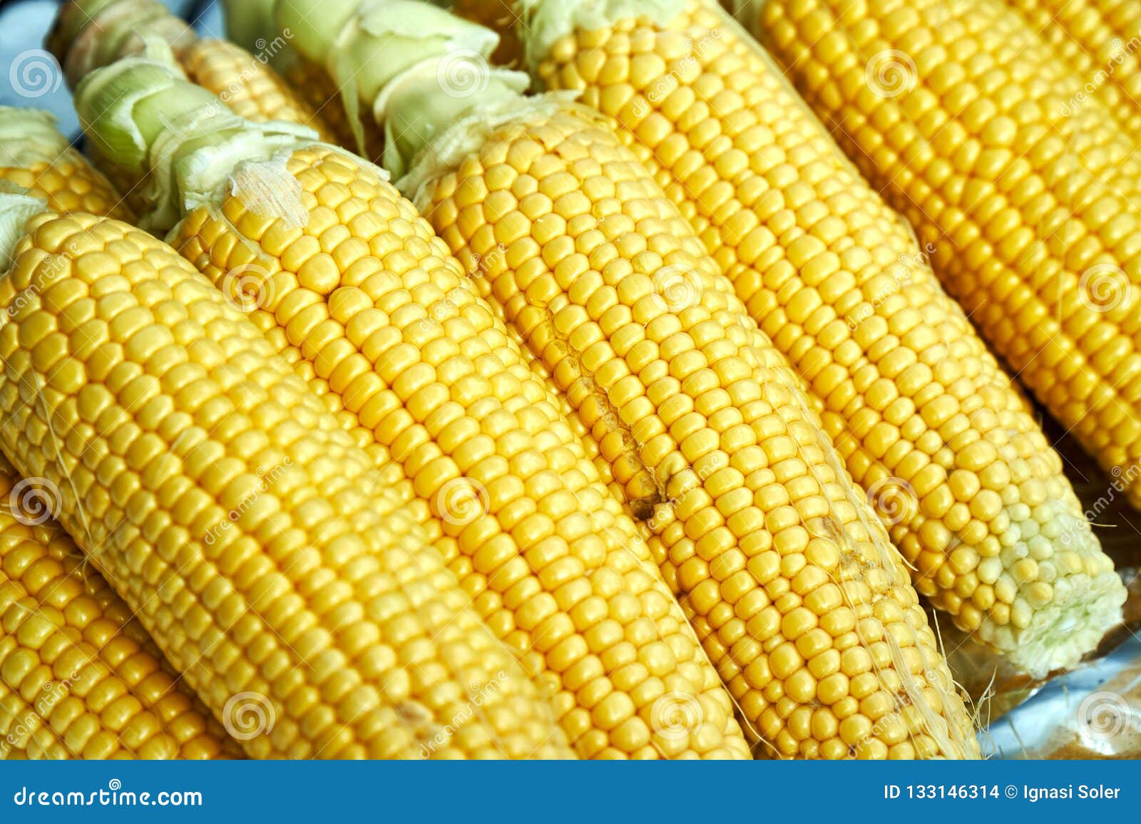 Row of fresh corn cob stock photo. Image of bread, growth - 133146314