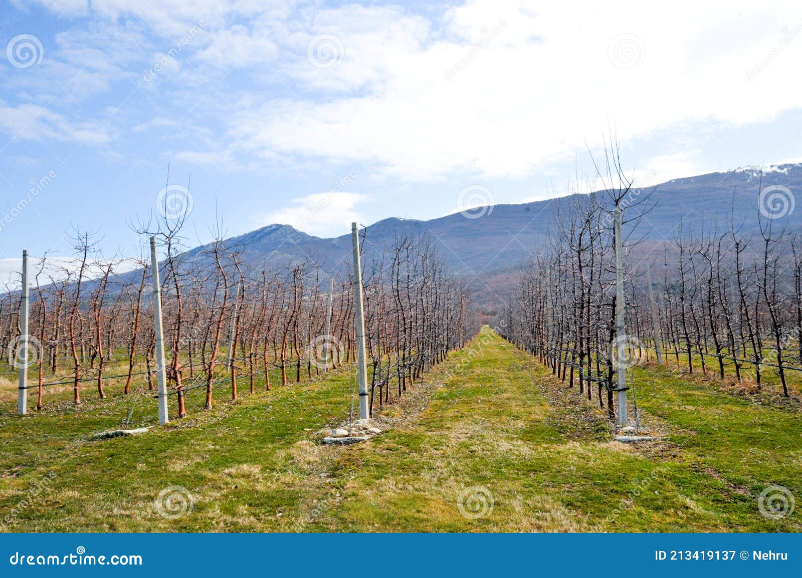 Row of Fresh Pruned Apple Trees in a Modern Orchard in March Stock ...