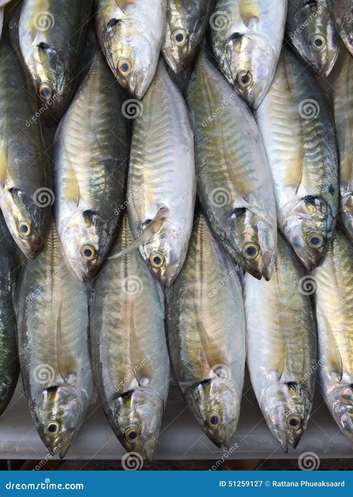 Row of Fresh Yellow Stripe Scad Fish Stock Image - Image of fish, menu ...