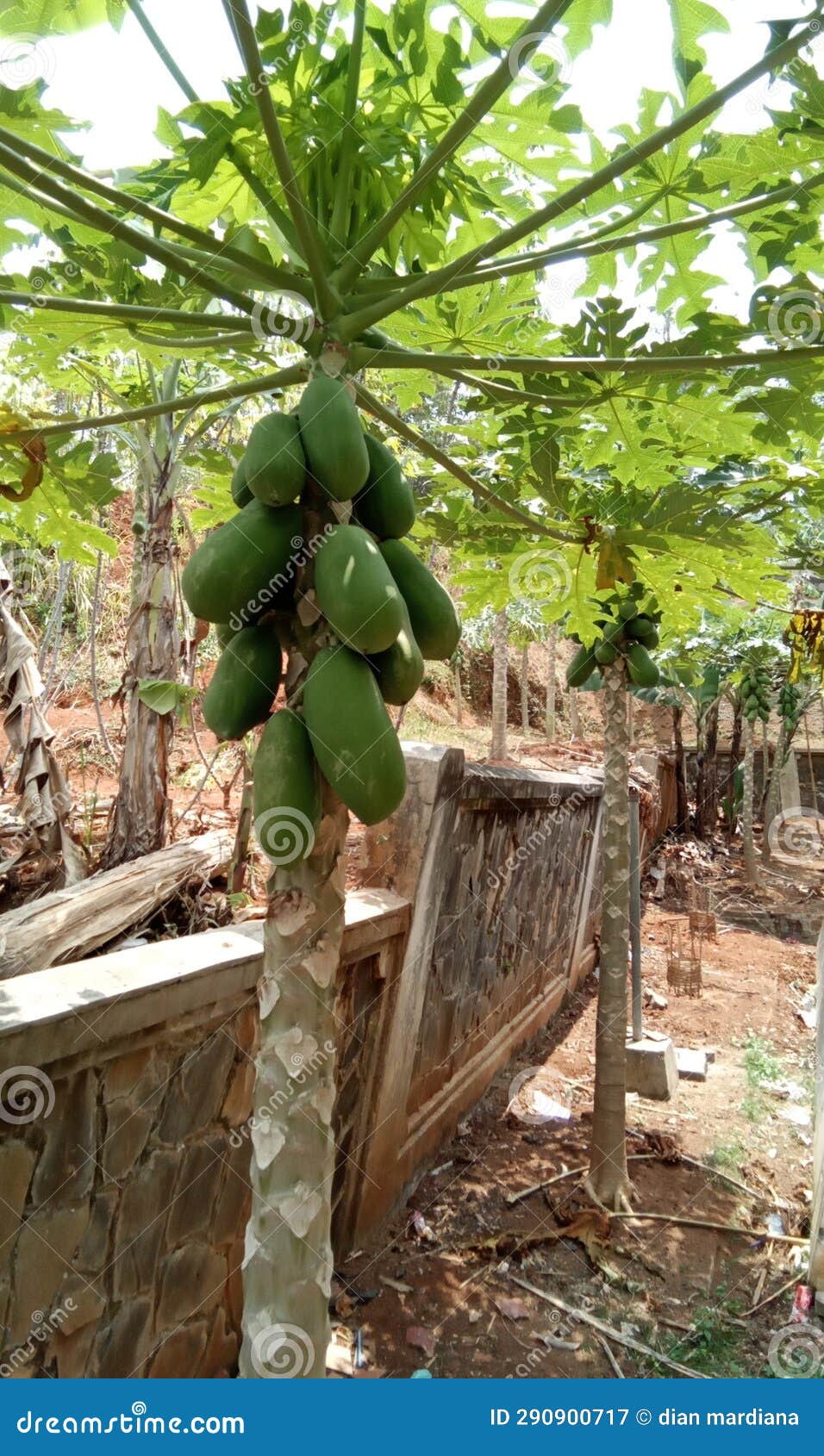 A Row of Fruit-bearing Papaya Trees Next To the House Stock Image ...