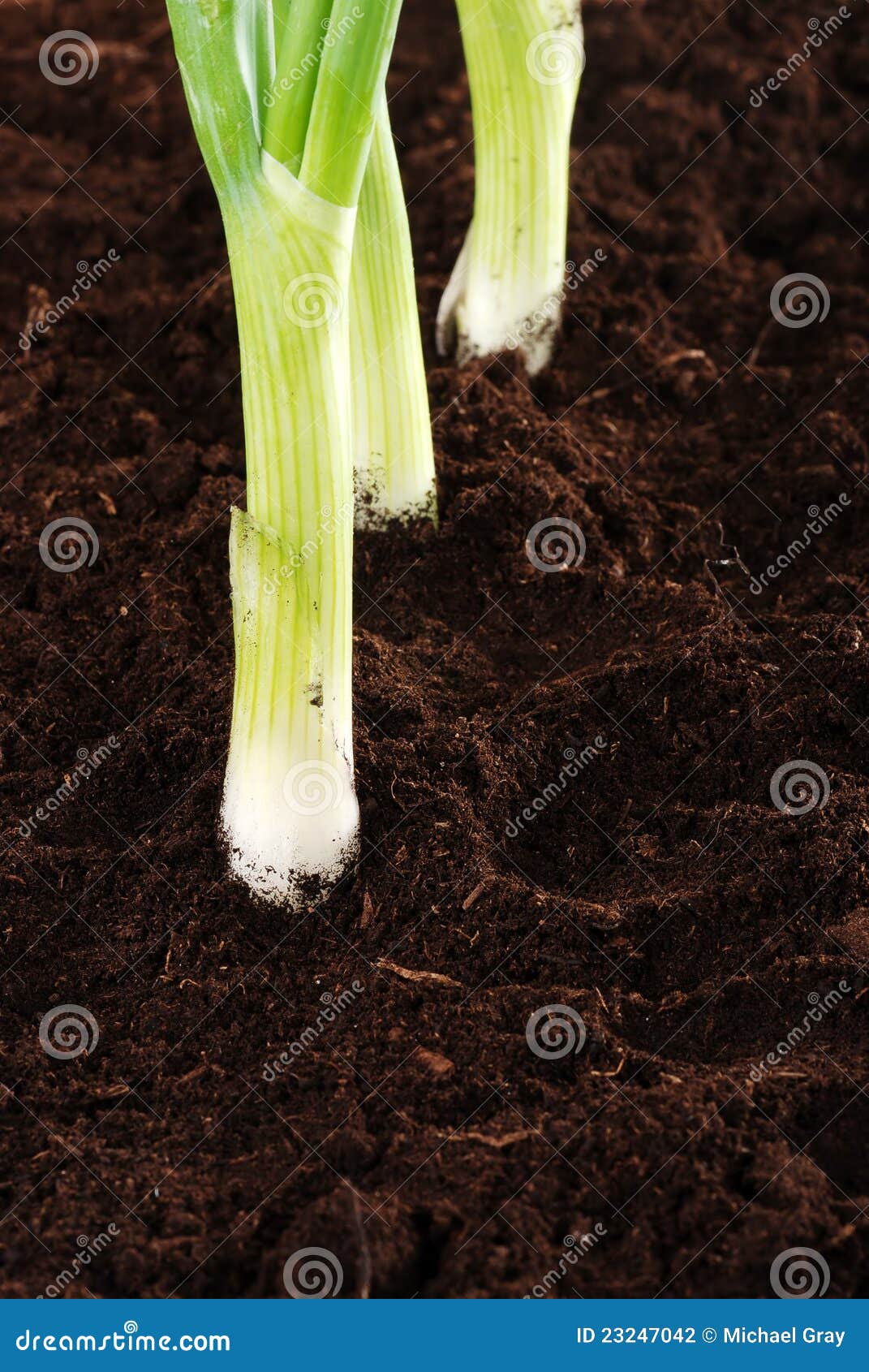 Row of Garden Spring Onions Focus on Root Stock Photo - Image of ...