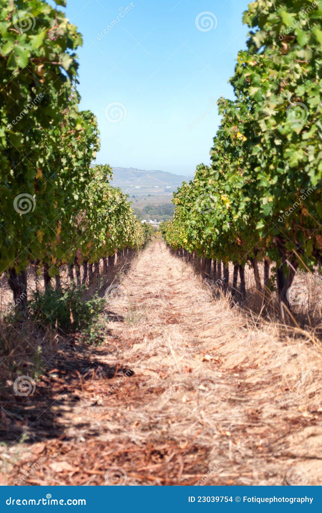 Row of grape vines stock photo. Image of cape, wines - 23039754
