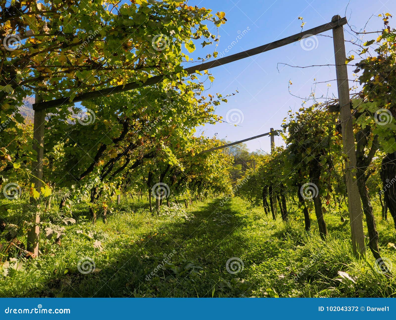 Row of Grapevine during Sunset in Autumn Stock Photo - Image of green ...