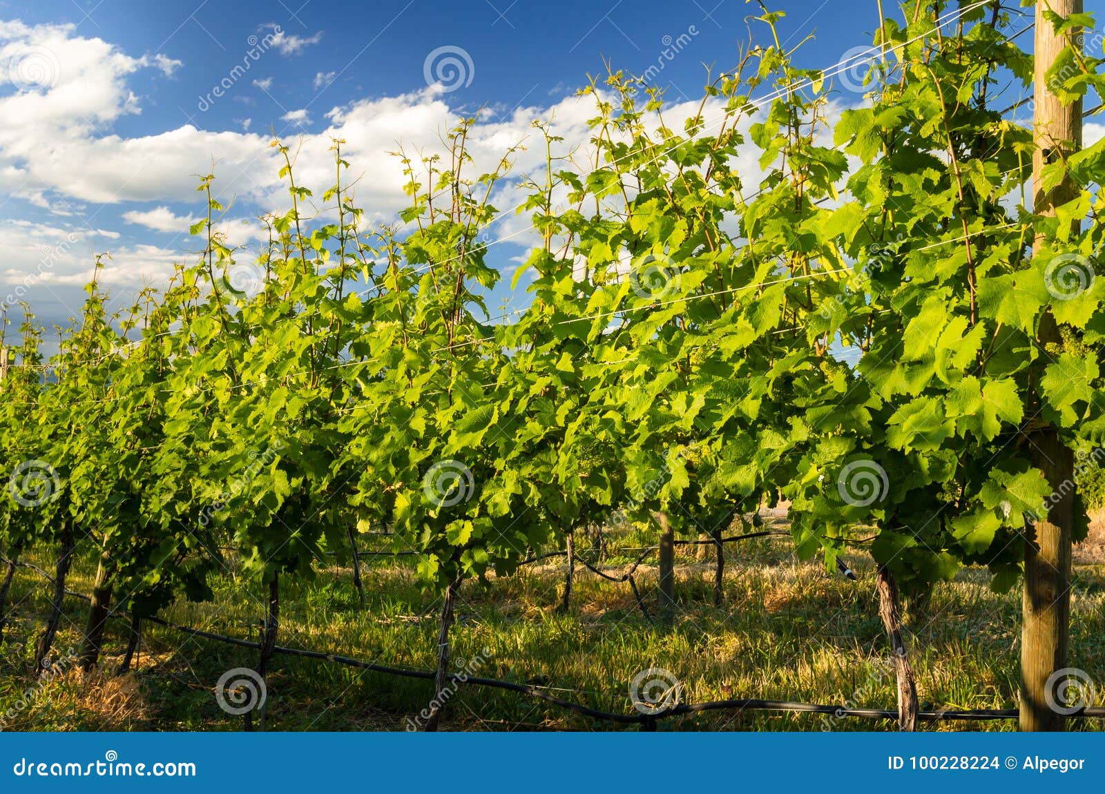 Row of Grapevines in Field stock photo. Image of okanagan - 100228224