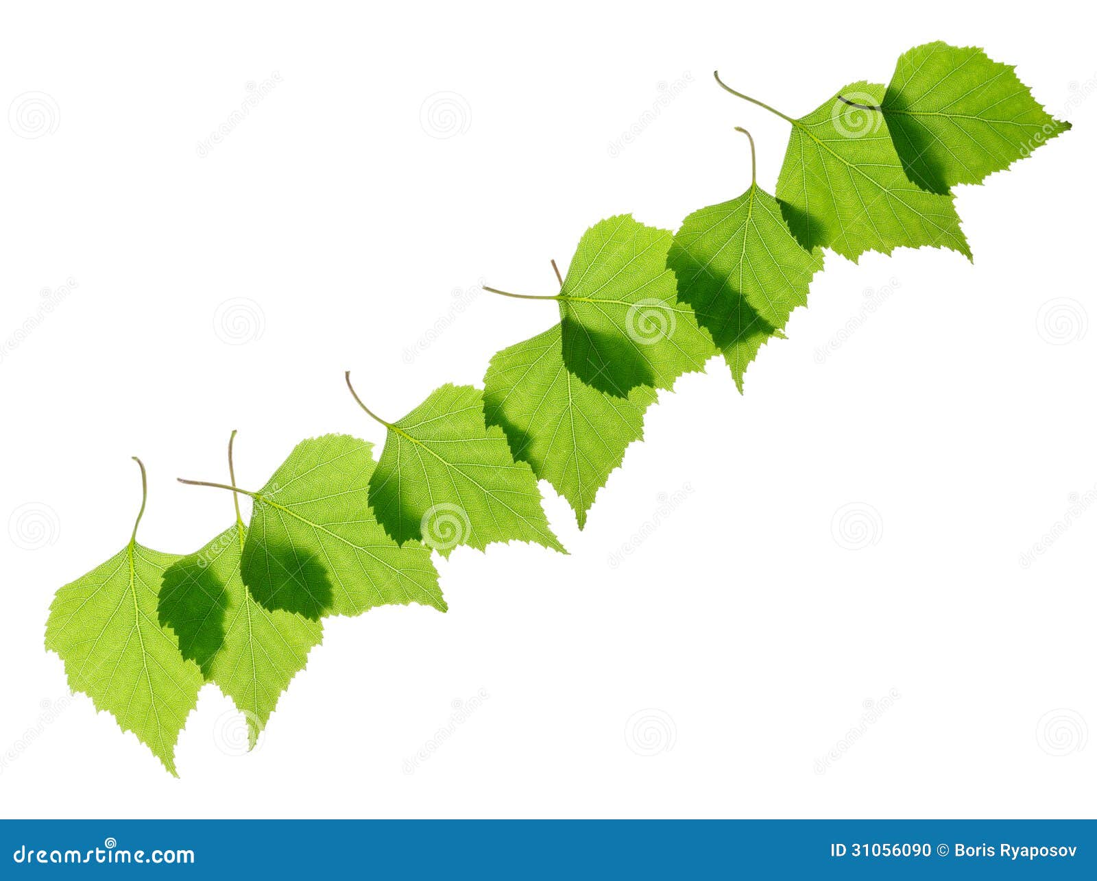 Row of green birch leaves stock photo. Image of life - 31056090
