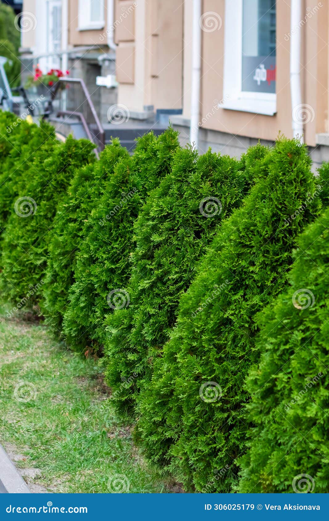 Row of Green Bushes by the Curb Stock Image - Image of tree, gardening ...