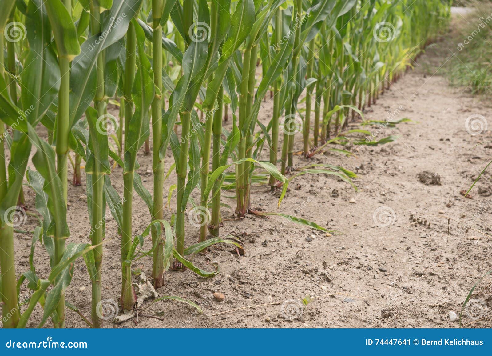 Row of green corn (maize) stock image. Image of crop - 74447641