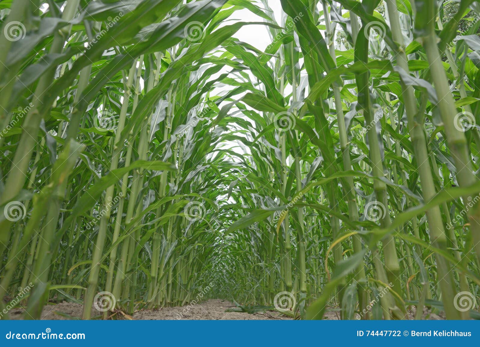 Row of green corn (maize) stock photo. Image of leaf - 74447722
