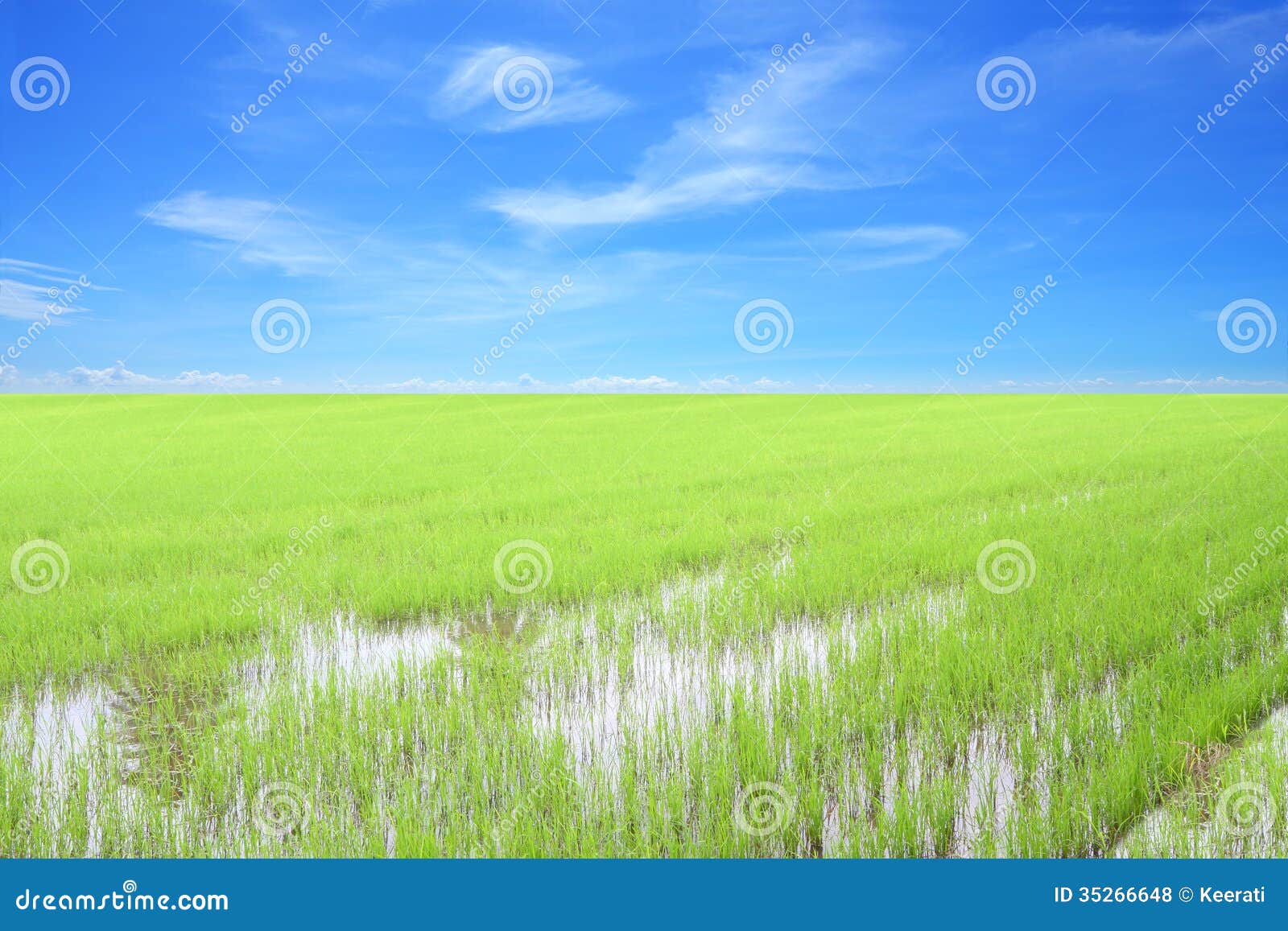 Row of green rice field stock photo. Image of nature - 35266648