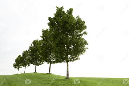 Row of green trees stock image. Image of landscape, trees - 4888707
