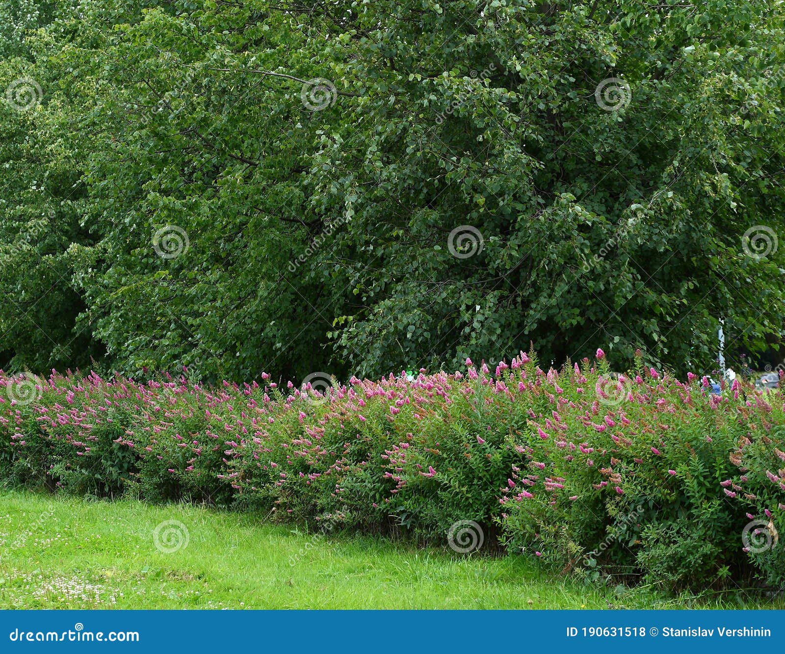 Row of Green Trees and Bushes with Flowers in the Park Stock Photo ...