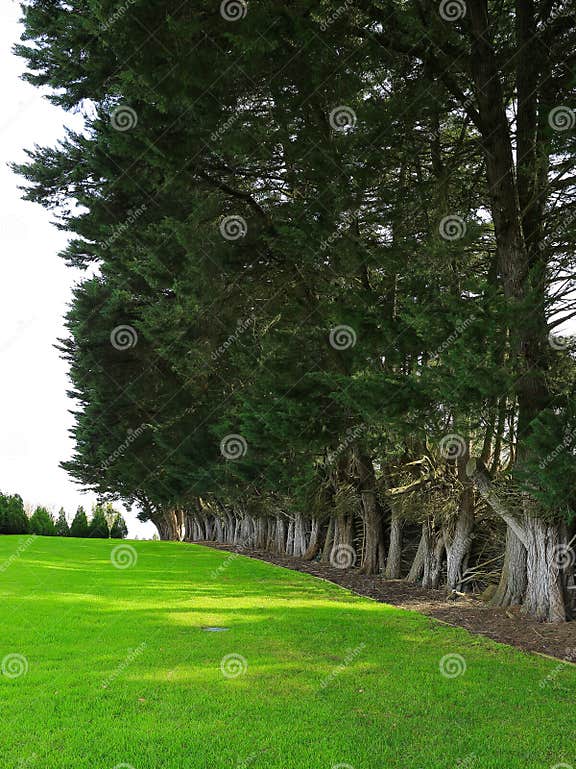 Row of green trees stock photo. Image of park, forest - 45011022