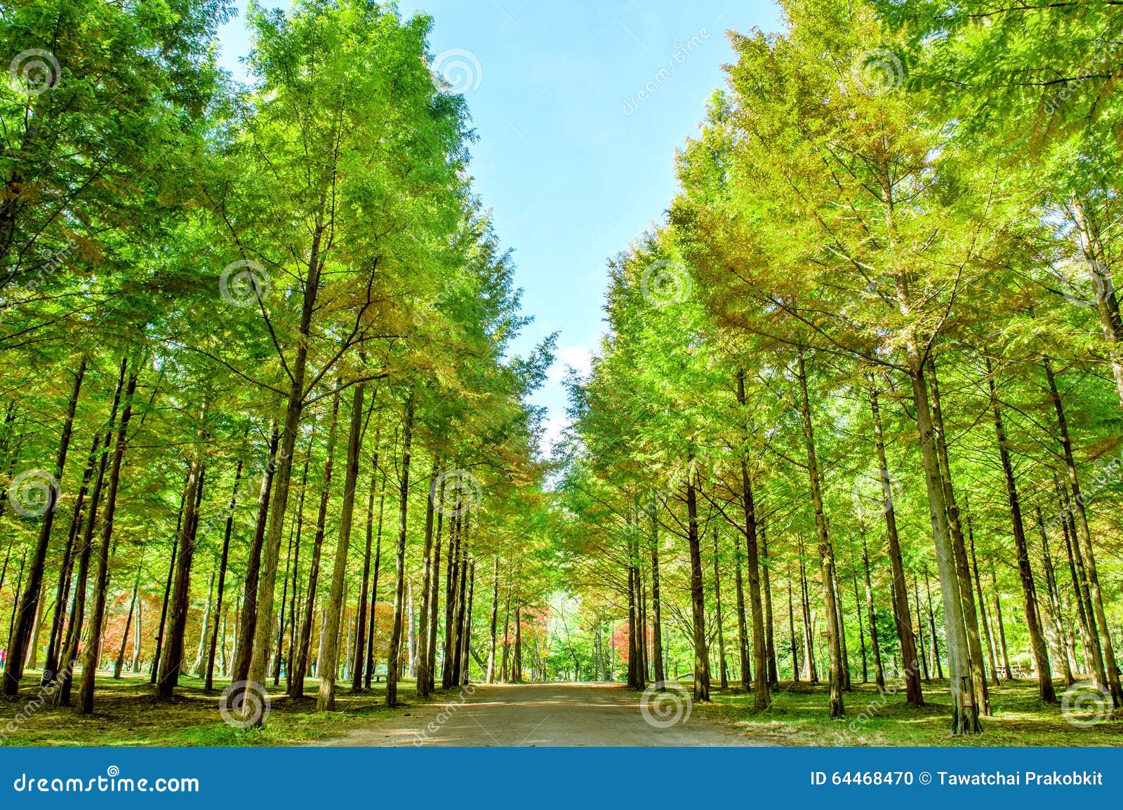 Row of Green Trees in Nami Island. Stock Photo - Image of fall, gravel ...