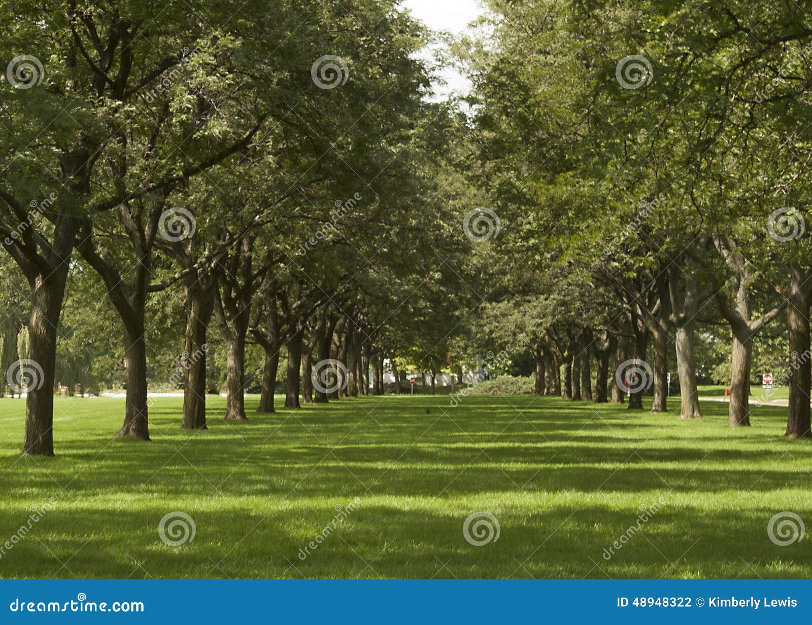Double Row of Green Trees in Summer. Stock Photo - Image of parrellel ...