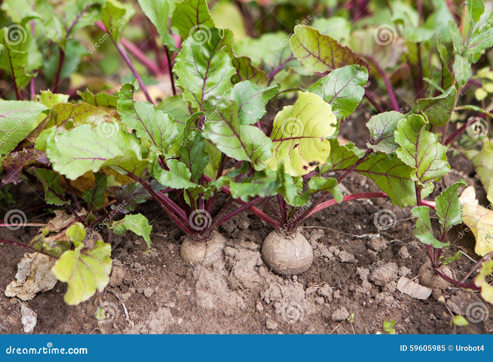 Row of Growing Beetroot stock image. Image of beetroots - 59605985