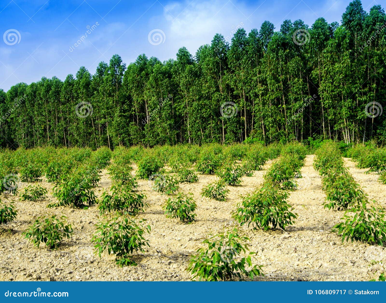 Growth Eucalyptus Tree in the Plantation Stock Image - Image of ...
