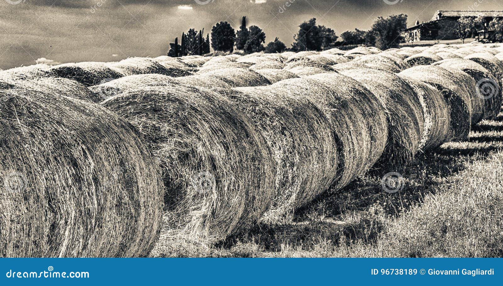 Row of hay bales in a farm stock image. Image of panoramic - 96738189