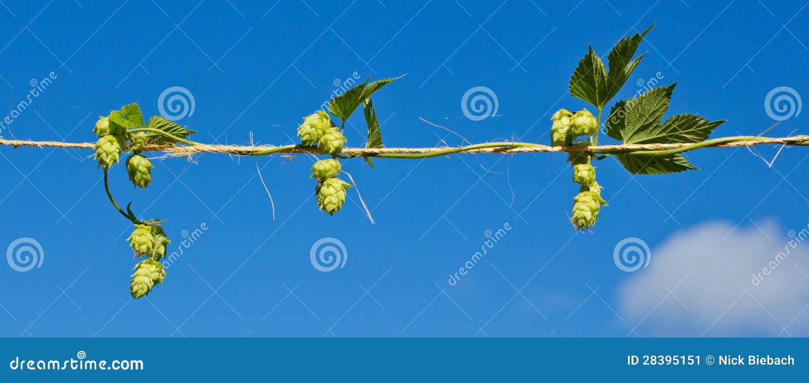 Row of Hops stock image. Image of natural, nature, fresh - 28395151