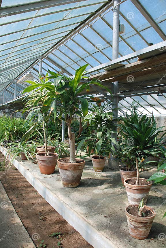 Row of Hot House Plants stock image. Image of grow, thrives - 9087135