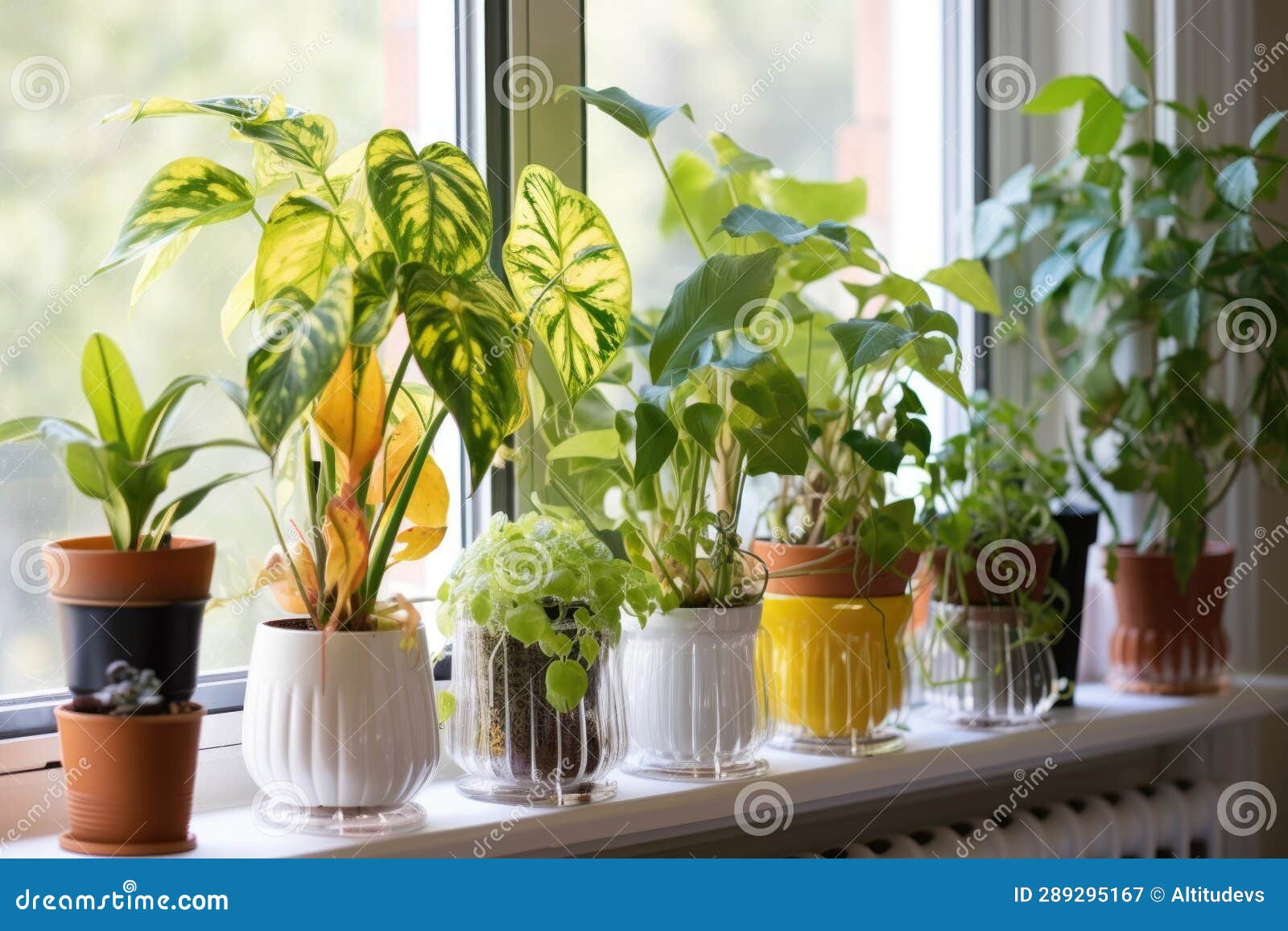 A Row of Houseplants Receiving Water from a Spray Bottle Stock Image ...