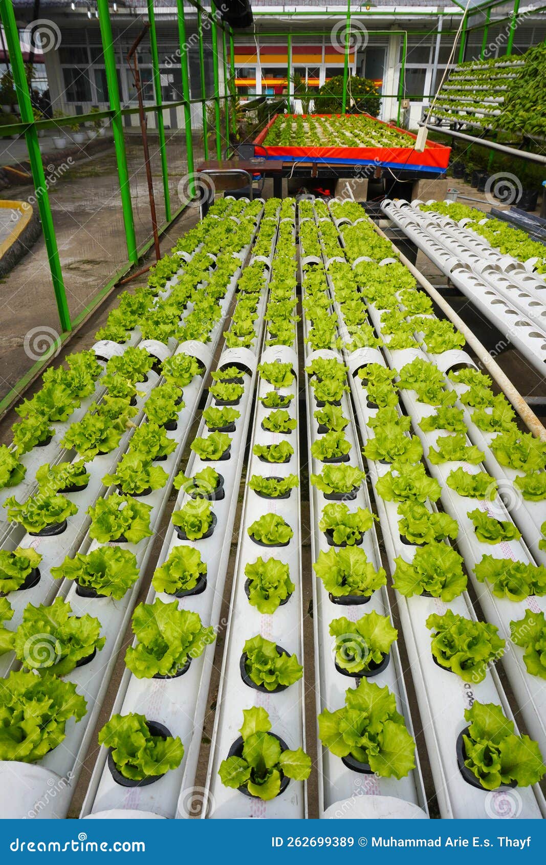 Row of Hydroponic Lettuce in a Hydroponic Pipe in the Greenhouse Stock ...