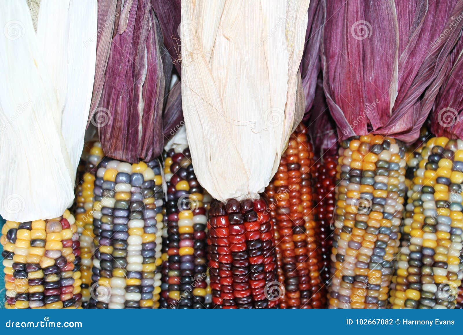 Row of Indian Corn stock photo. Image of farm, husk - 102667082