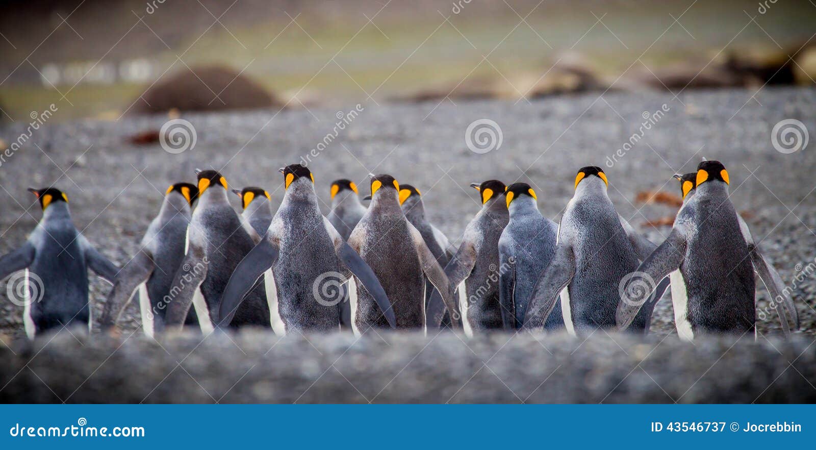 Row of King Penguins from Back Stock Image - Image of area, behavior ...