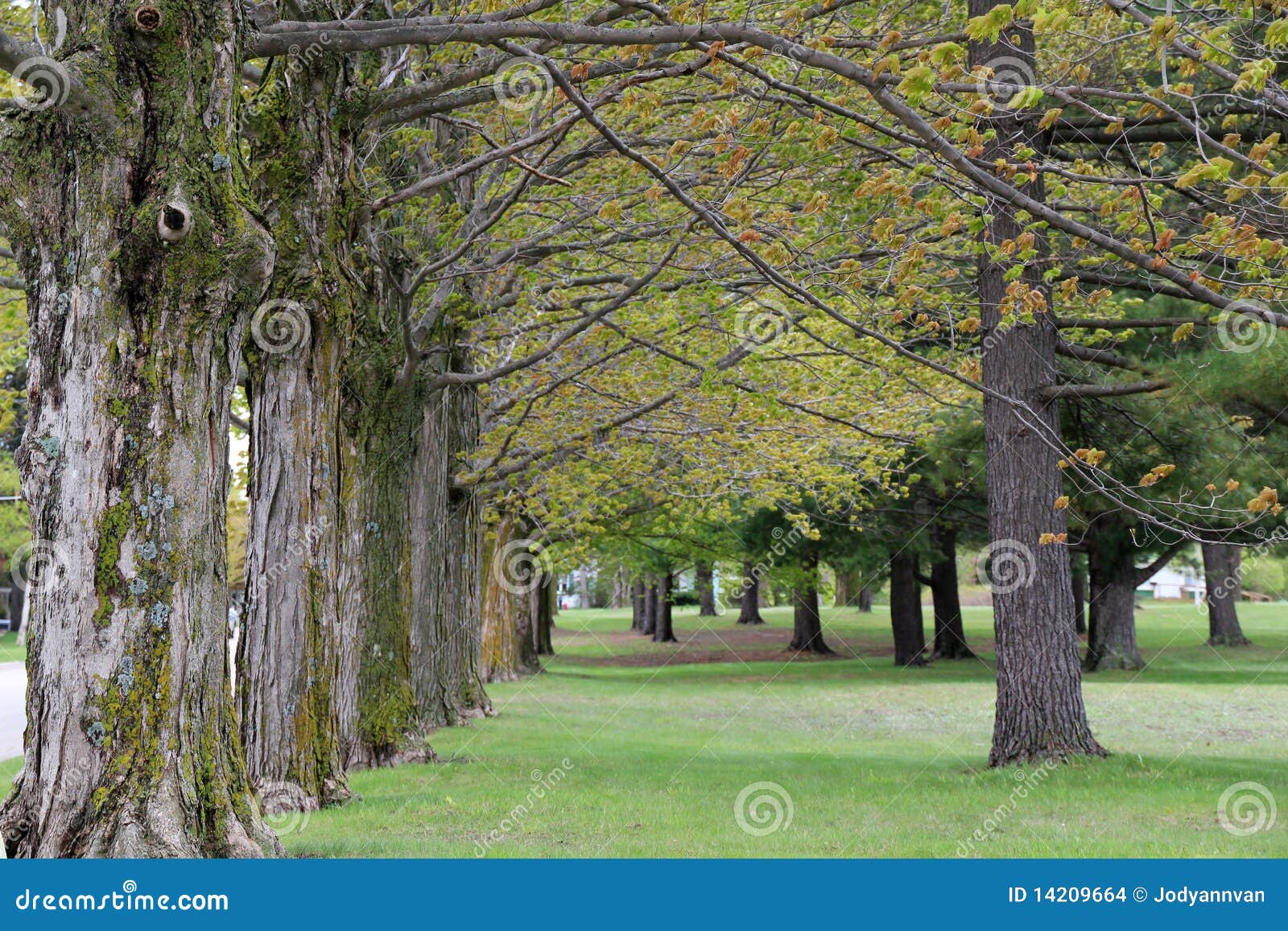 Row of large maple trees stock photo. Image of maple - 14209664