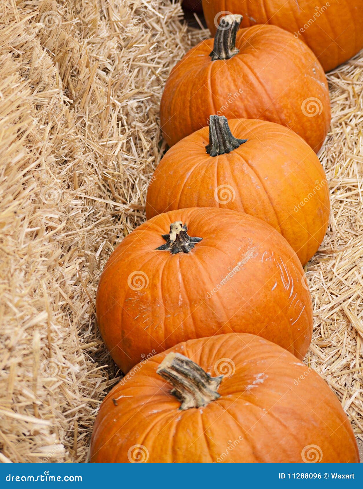 Row of Large Ripe Orange Pumpkins Stock Photo - Image of large ...