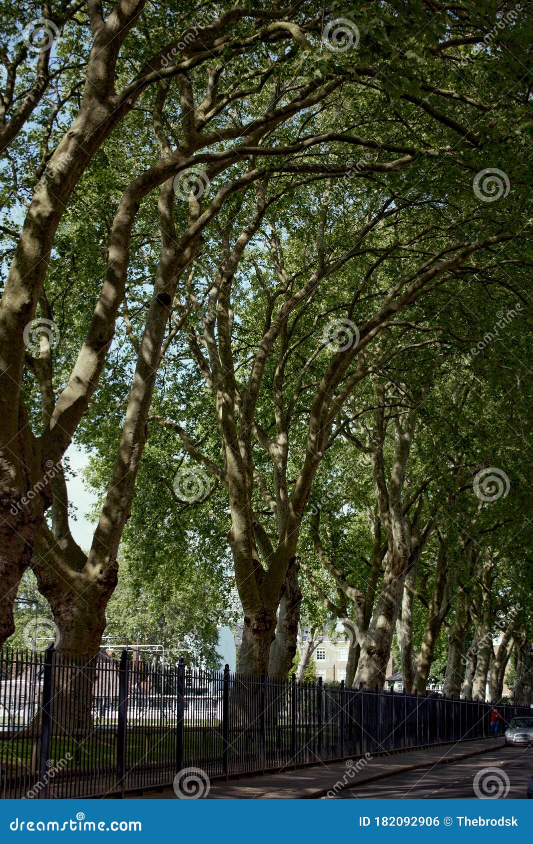 Row of large trees stock photo. Image of overhang, green - 182092906