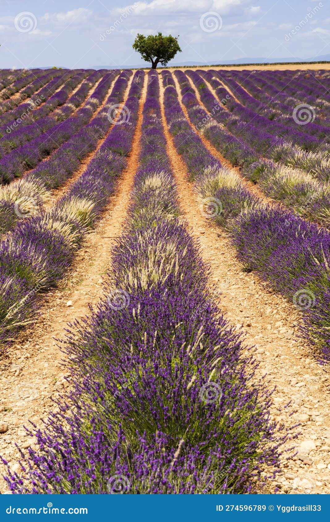 Row of Lavender Aligned with a Tree Stock Image - Image of fragrance ...
