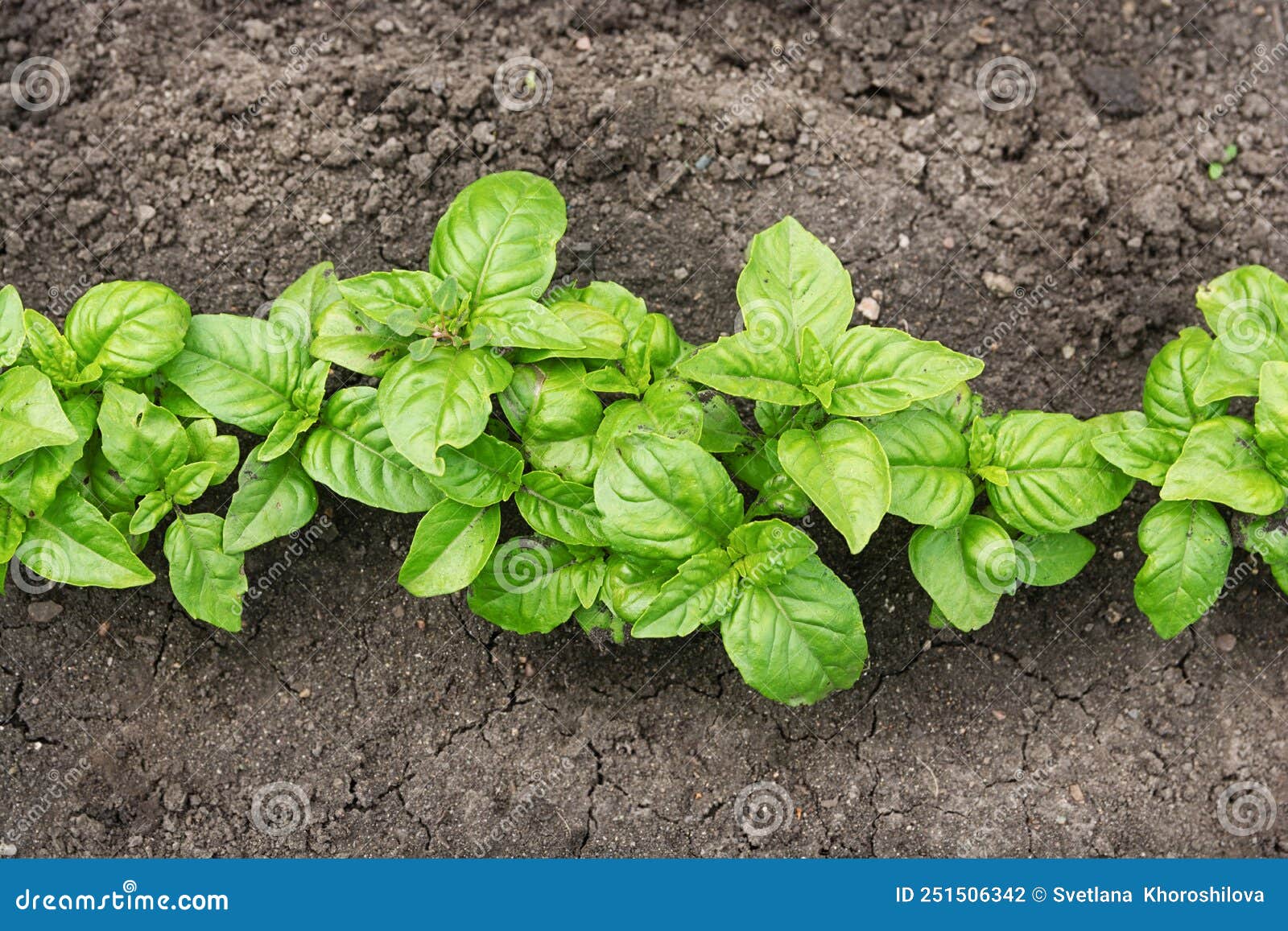 A Row of Leafy Green Lettuce Grows in the Garden. View from Above Stock ...