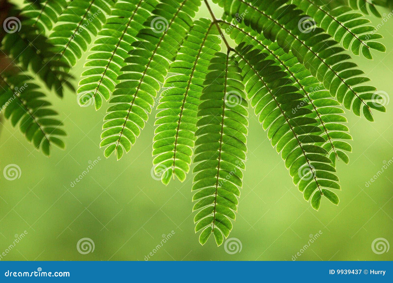 Row of leaves stock image. Image of summer, close, consistent - 9939437