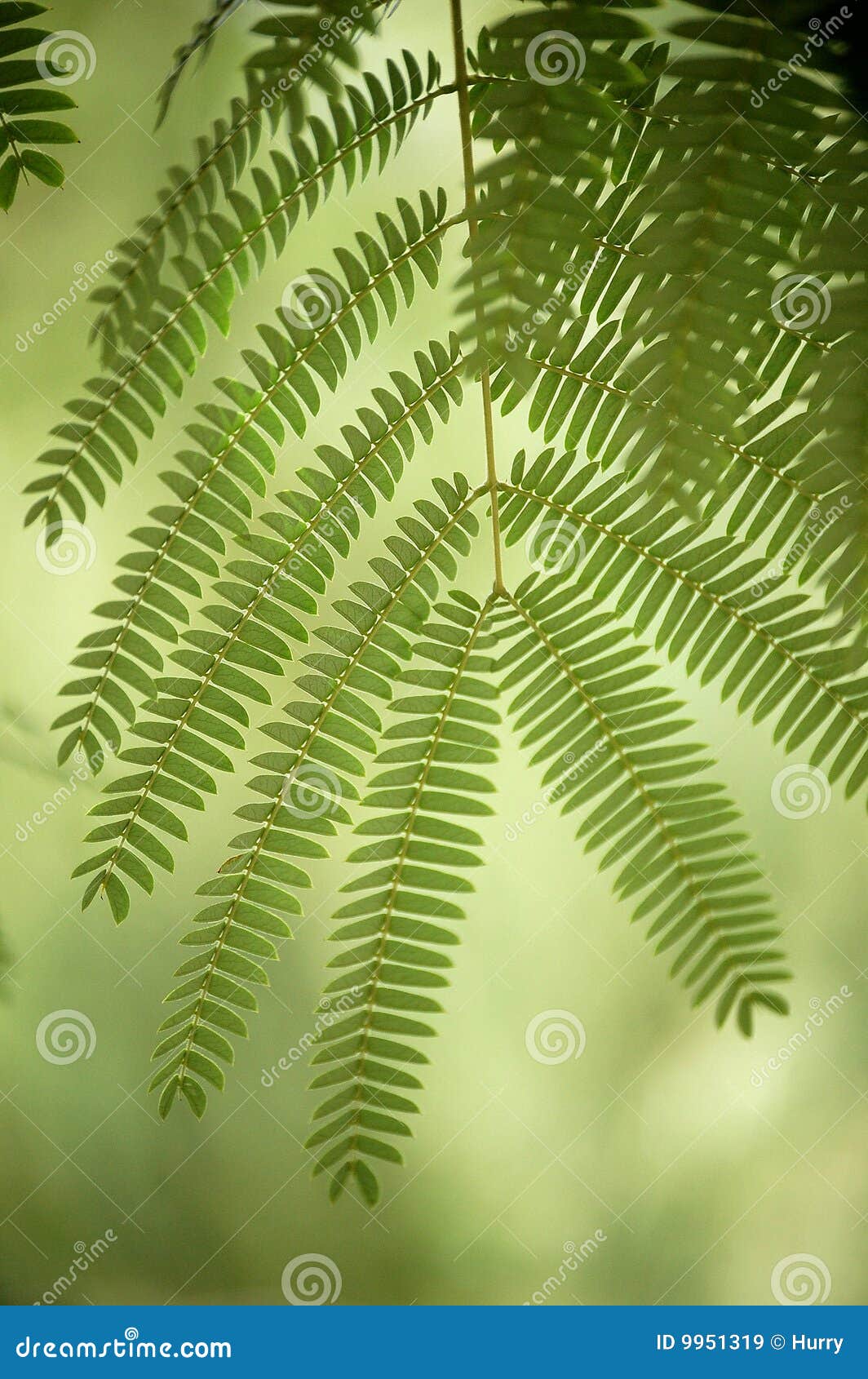 Row of leaves stock image. Image of botanical, consistent - 9951319