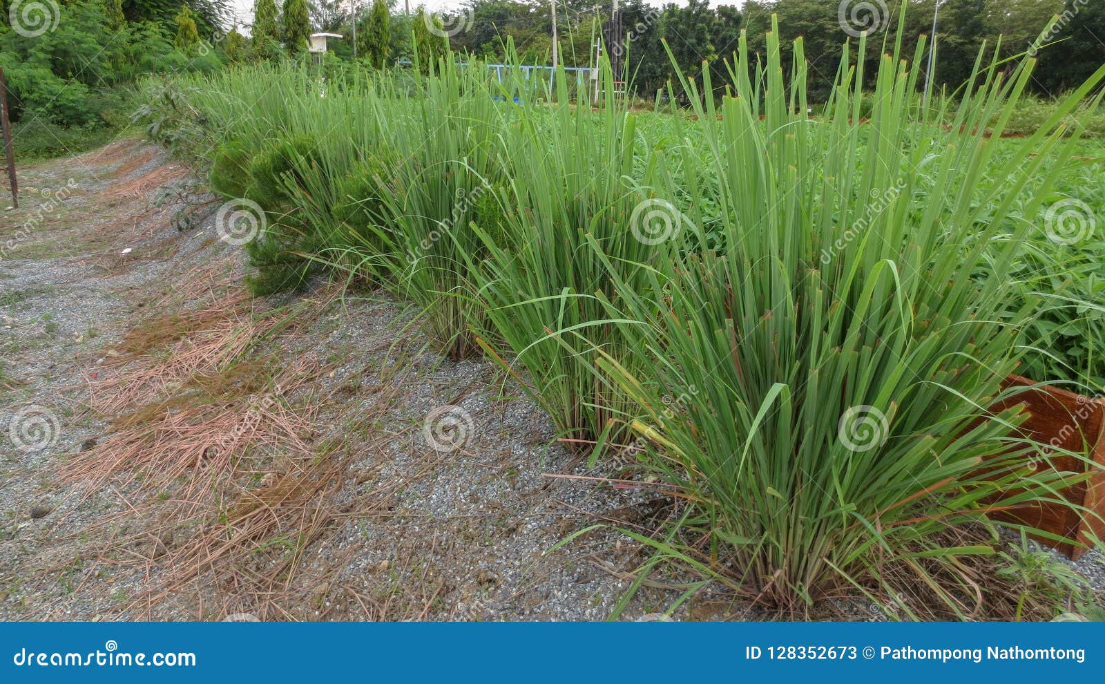 Lemon Grass Plantation in the Garden Stock Image - Image of farm, bush ...