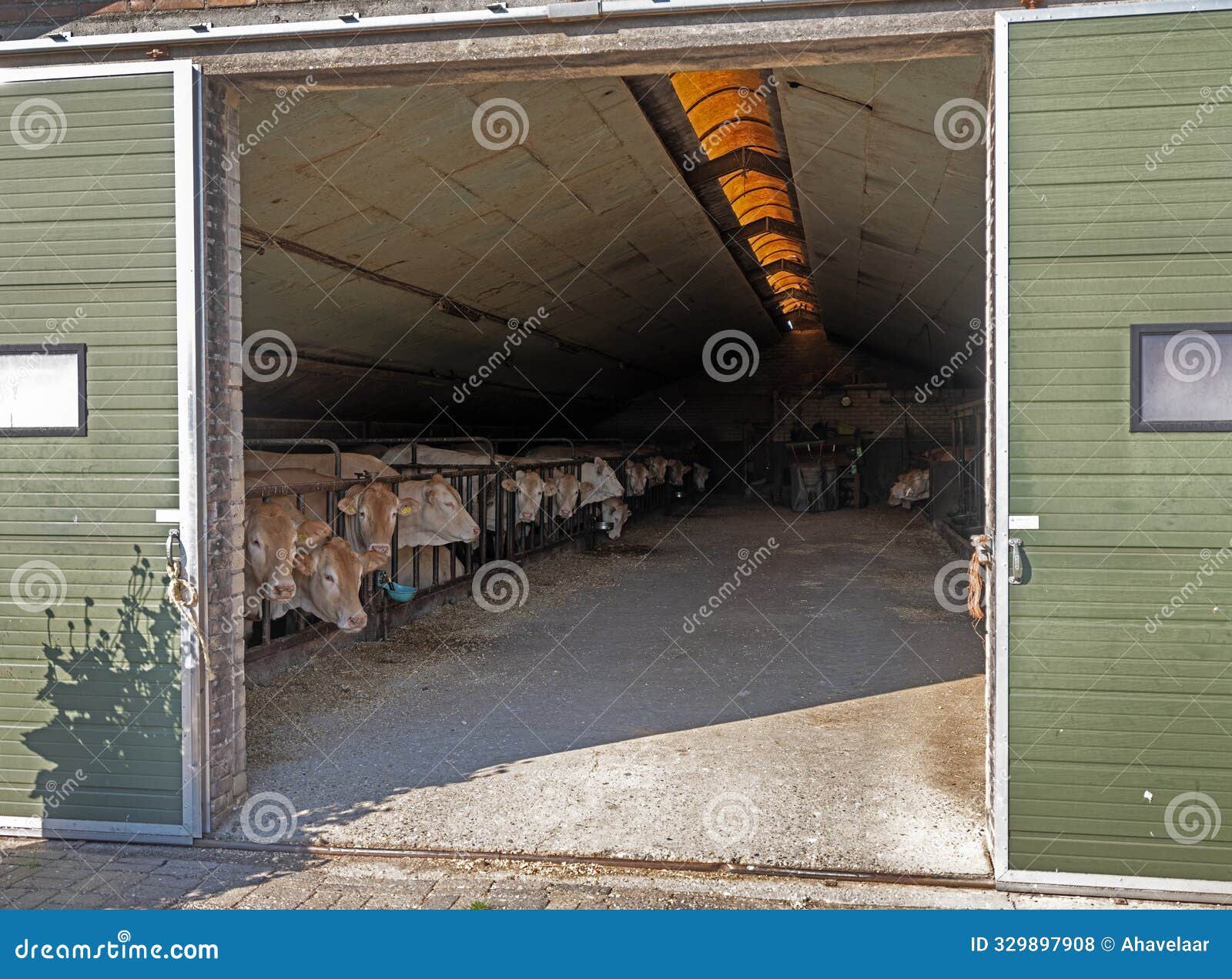 Row of Light Brown Cows Inside Barn on Farm in the Netherlands Stock ...