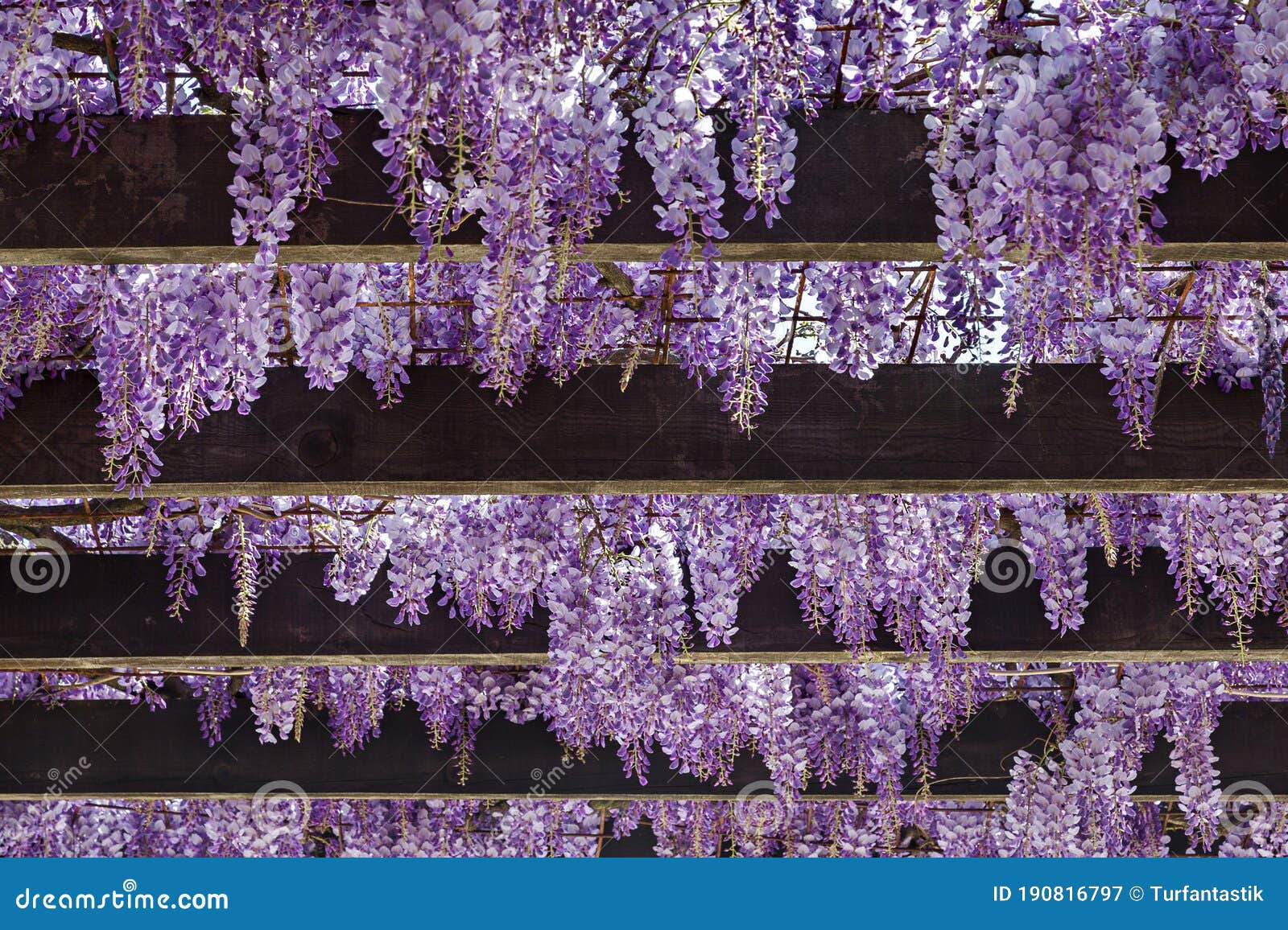 Row of lilacs hanging stock image. Image of garden, abstract - 190816797