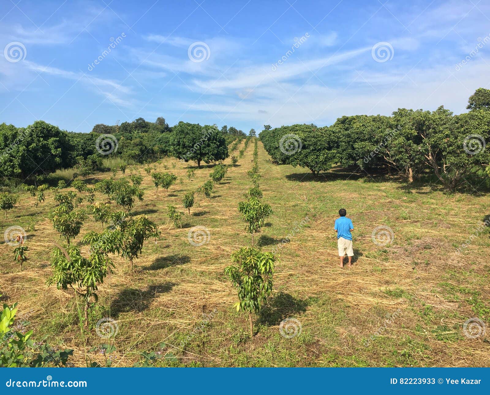 Row of Little Mango Tree Farm with Beautiful Sky Stock Image - Image of ...