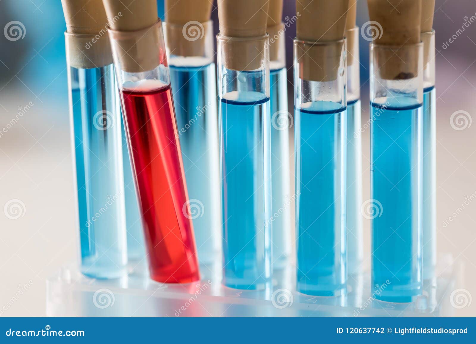 A Row of Long Test Tubes with Bright Blue and Red Liquid in a Stock ...