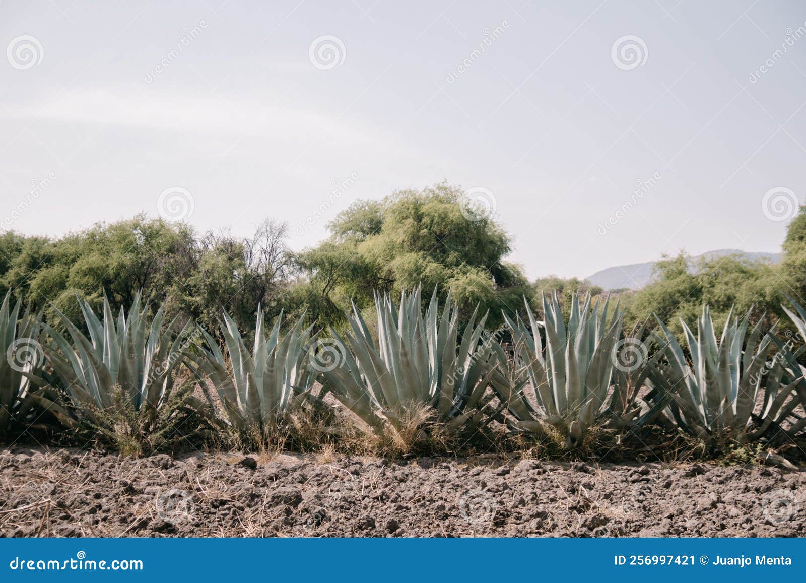 Row of Maguey Plants in Mexico with a Blue Sky Background Stock Image ...