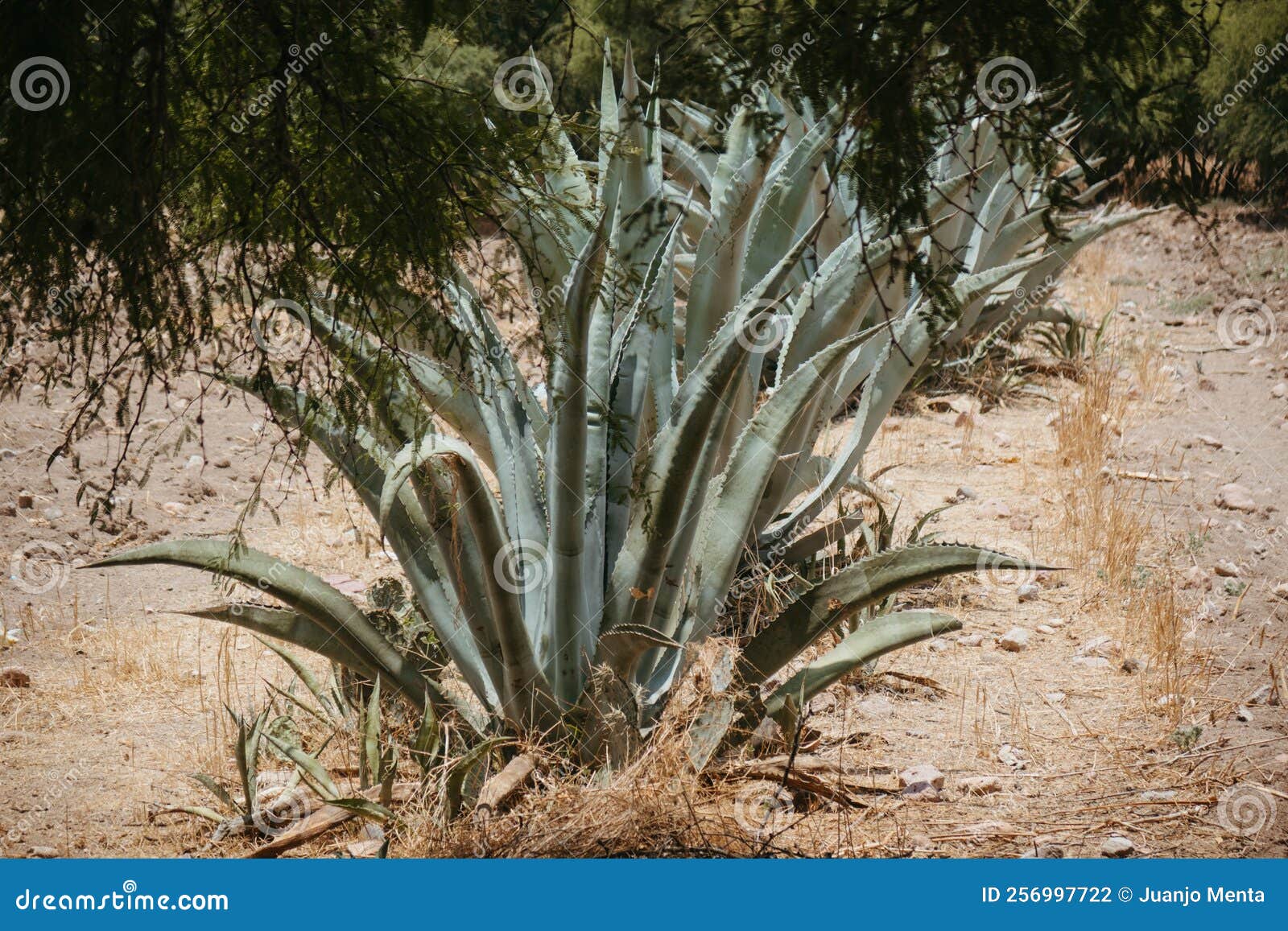 Row of Maguey Plants in Mexico with a Blue Sky Background Stock Photo ...